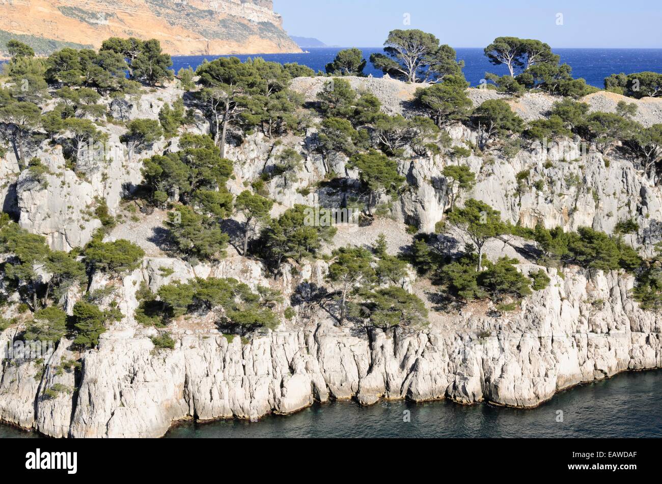 Aleppo pines (Pinus halepensis) at Calanque de Port-Pin, Calanques ...
