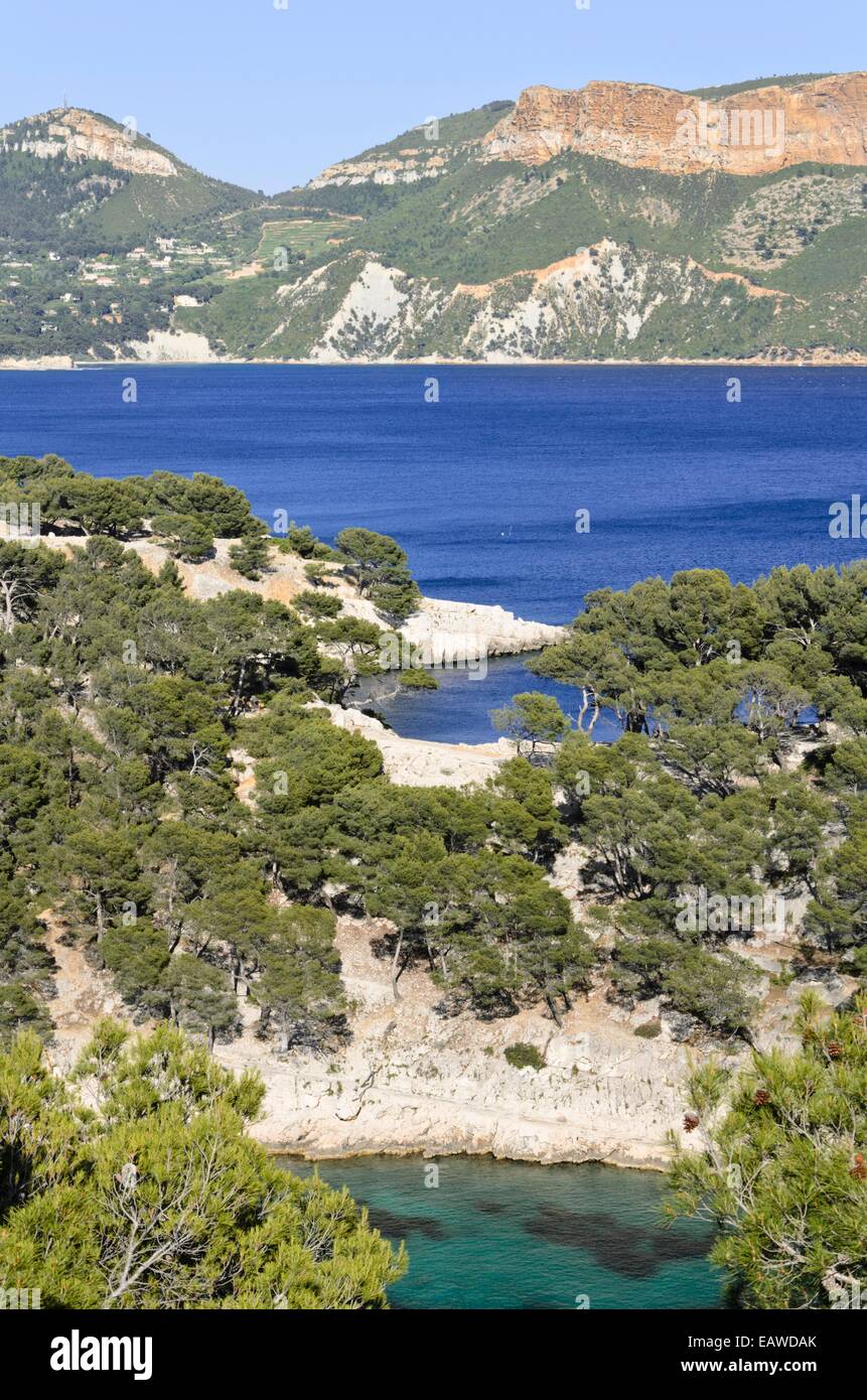 Aleppo pines (Pinus halepensis) at Calanque de Port-Pin, Calanques ...