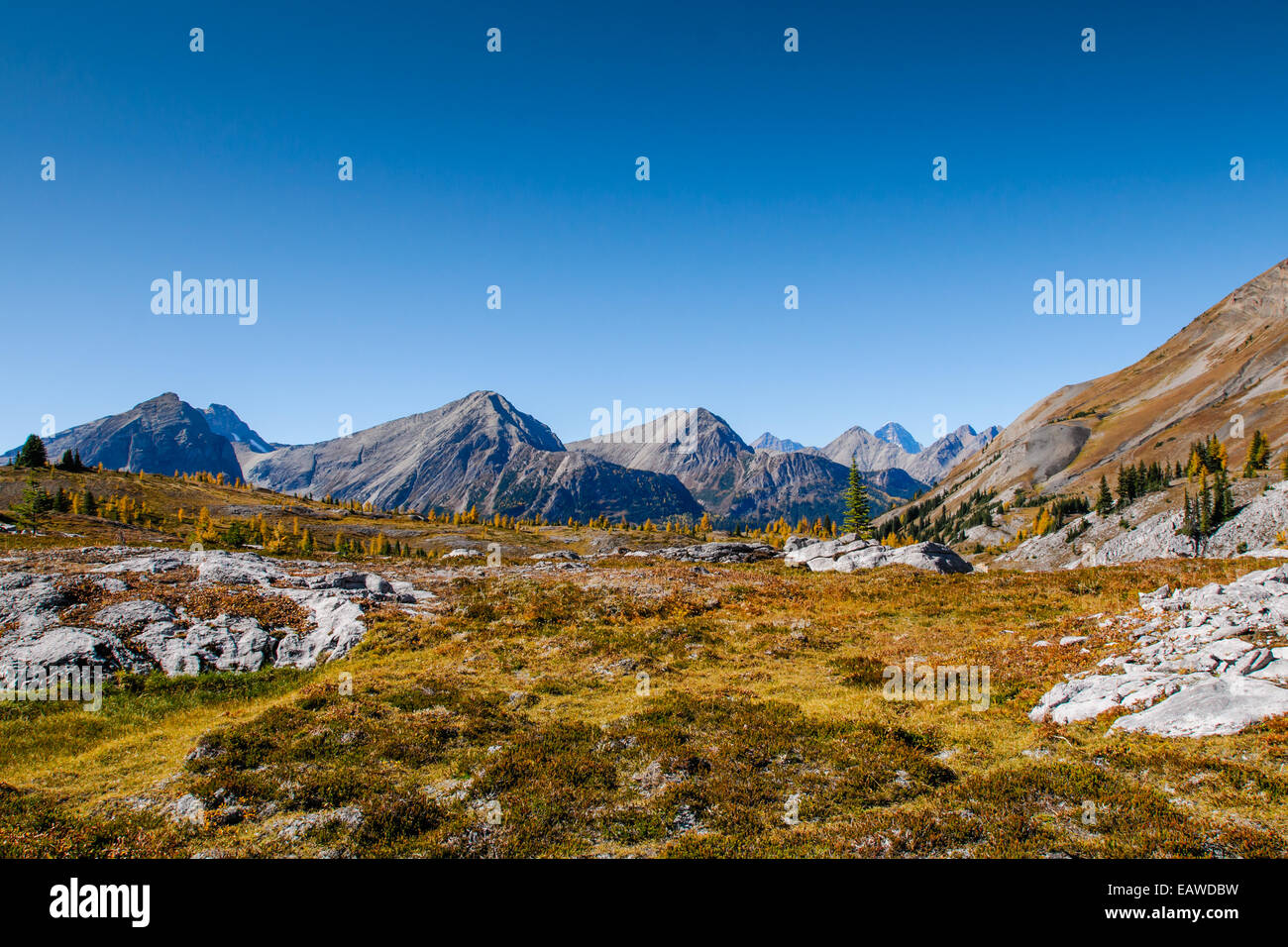 Scenic Landscapes of a high mountain valley and golden Larch Trees ...