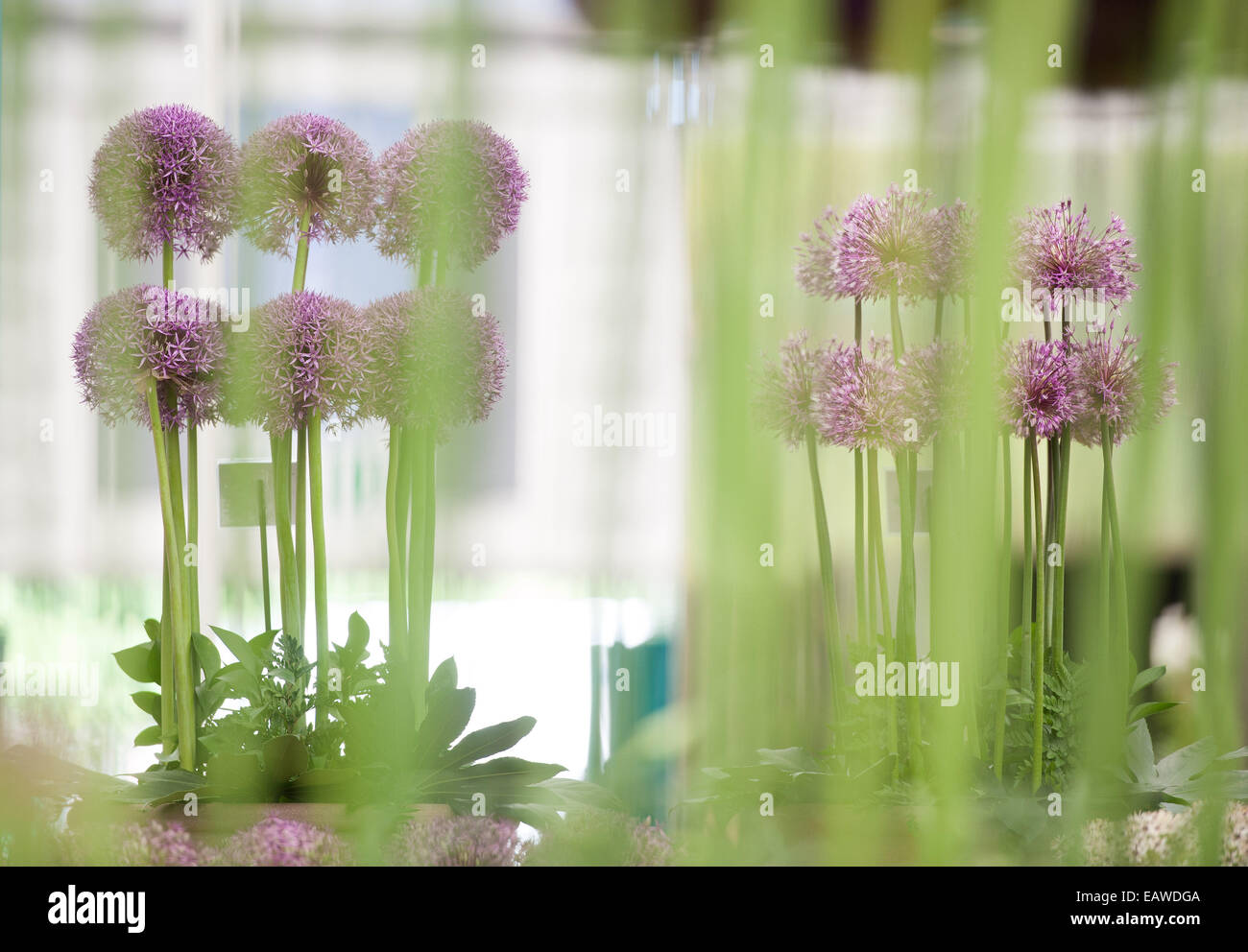 Chelsea Flower Show VIP and Press Preview. Featuring: Atmosphere Where ...