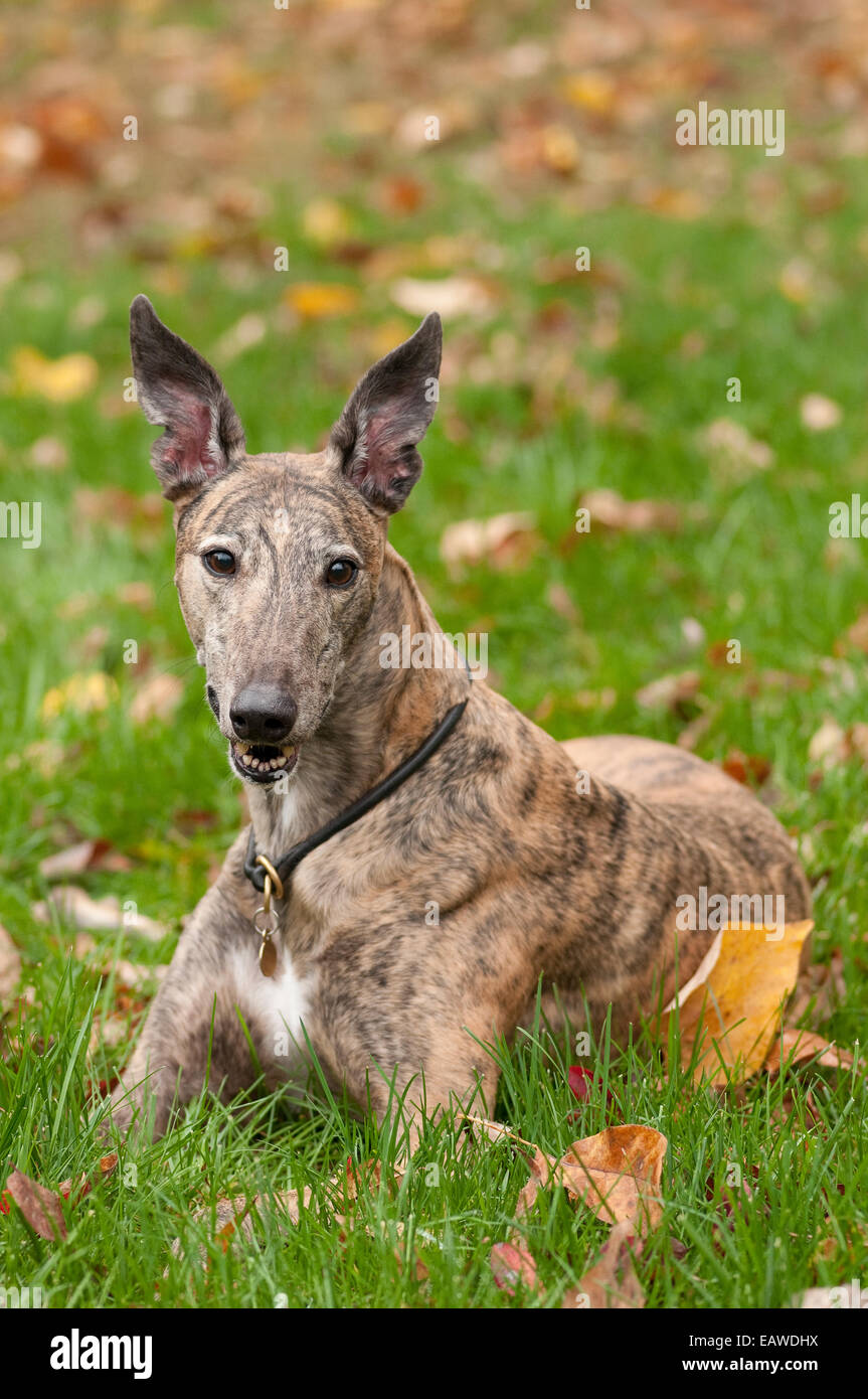 Brindle Greyhound High Resolution Stock Photography and Images - Alamy