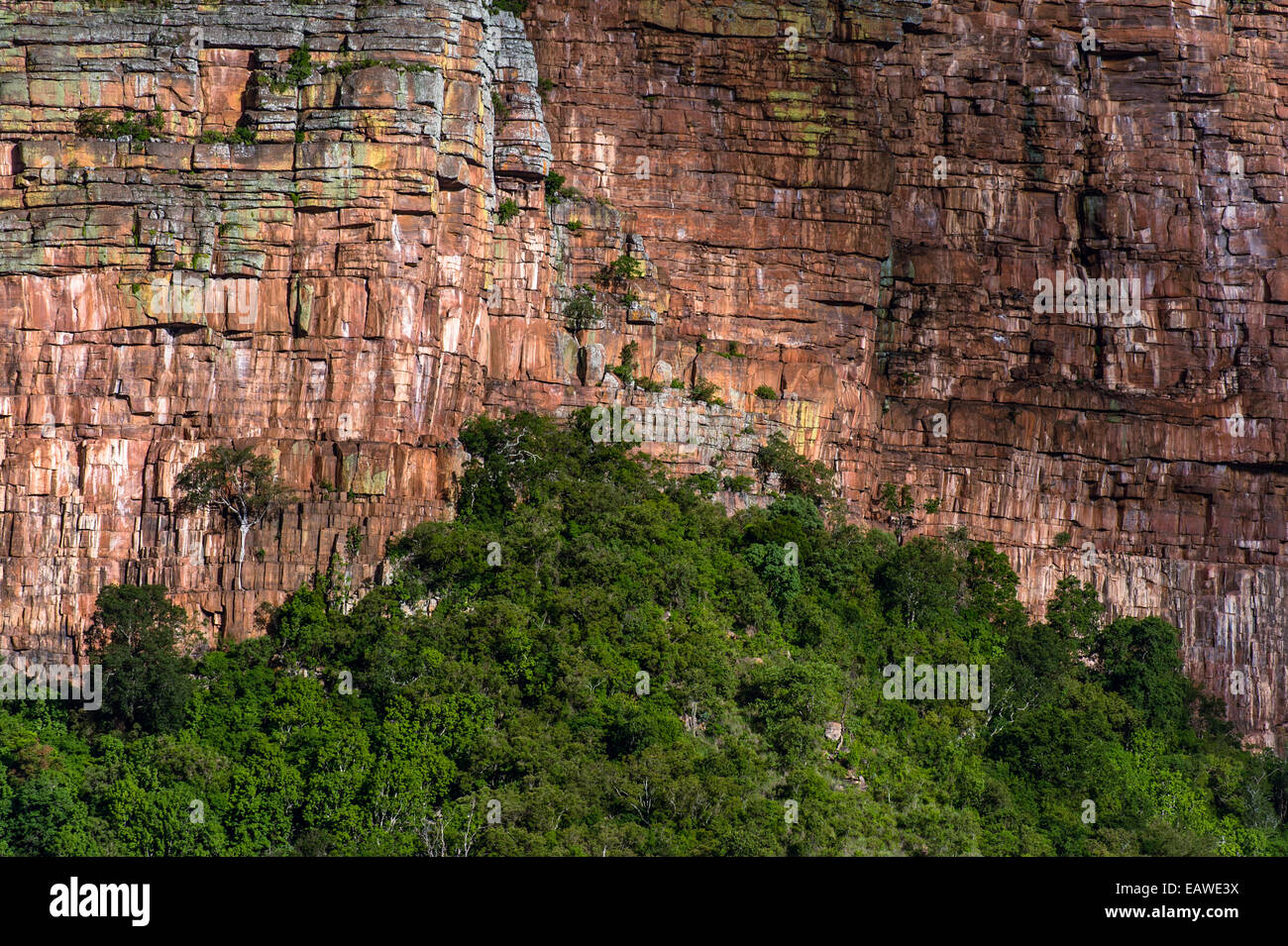 A dense forest canopy climbs up a sheer and rugged cliff face wall ...