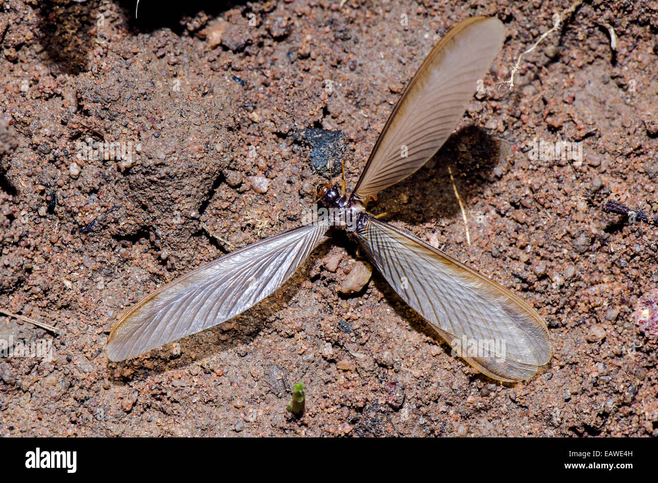 Queen Termite With Wings