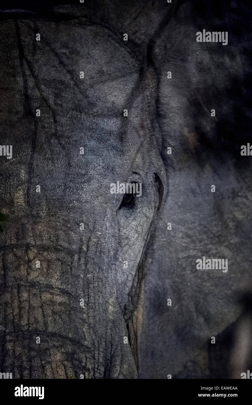 An African Elephant peers from the shadows of the forest at night Stock ...