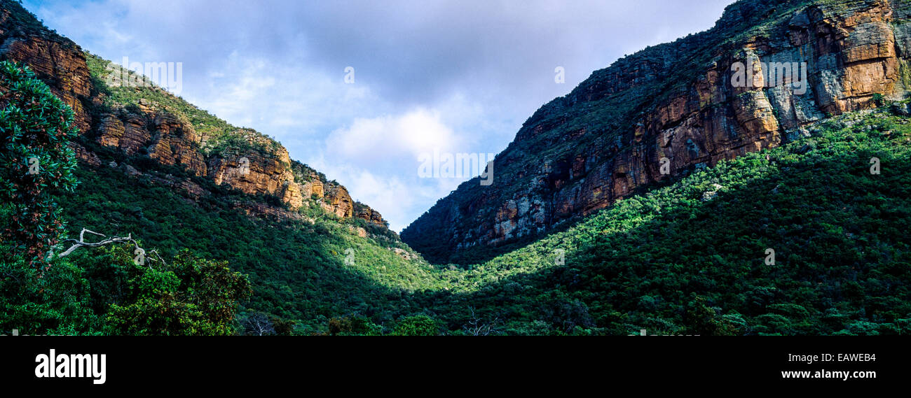 A dense forest fills a rugged gorge between towering cliff faces Stock ...