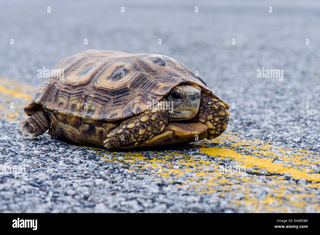 Beaked cape tortoise hi-res stock photography and images - Alamy