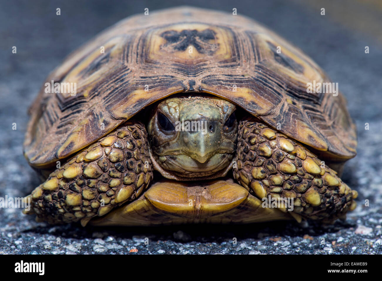 Parrot beaked cape tortoise hi-res stock photography and images - Alamy