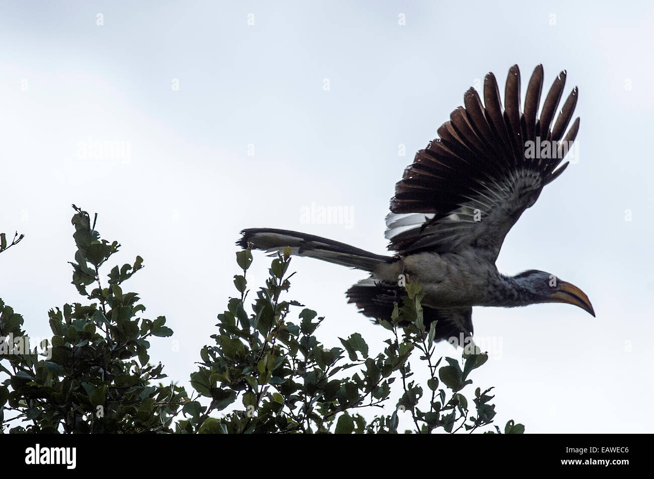 Canopy wing spread hi-res stock photography and images - Alamy