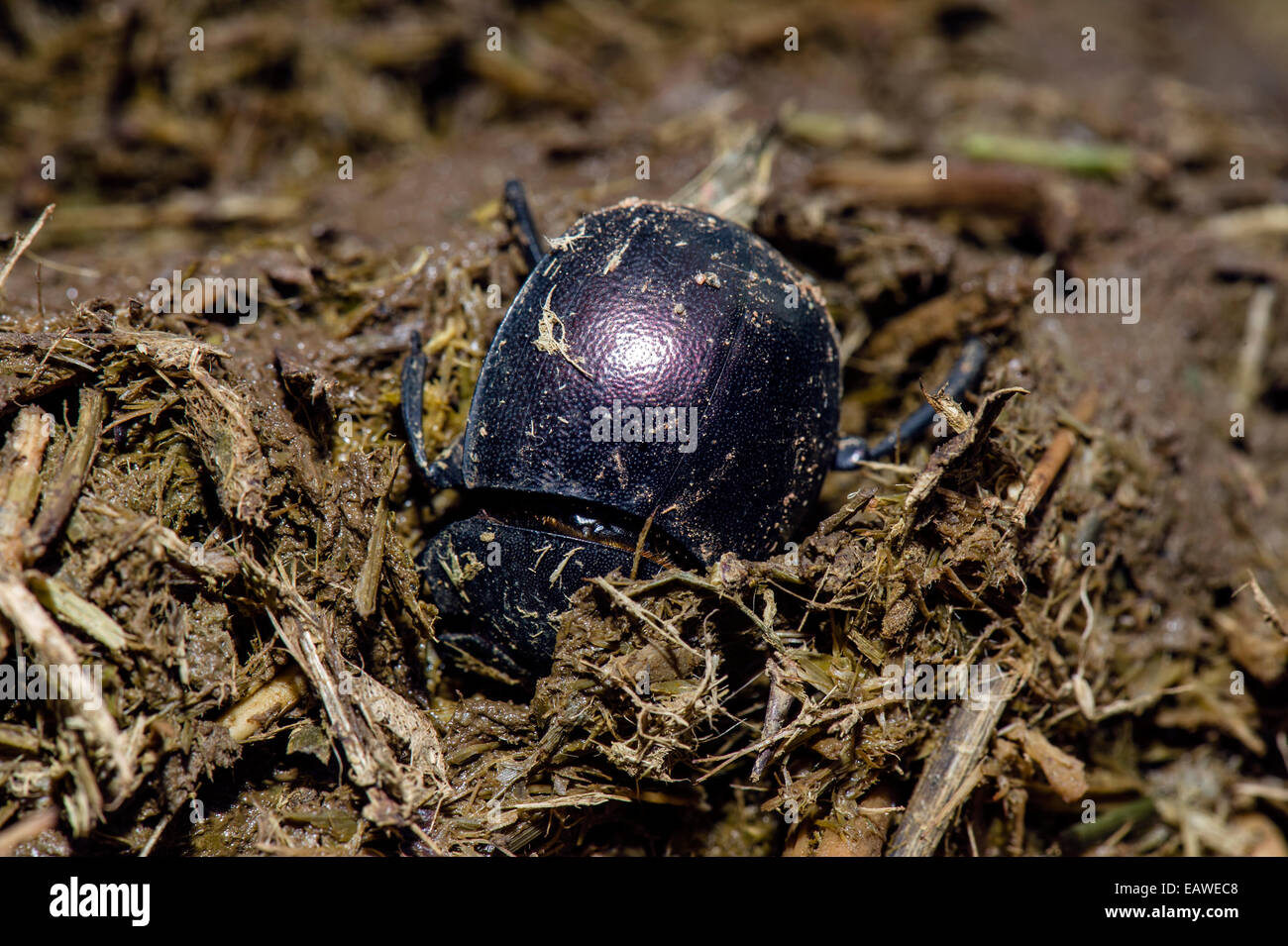 Buffalo dung hi-res stock photography and images - Alamy