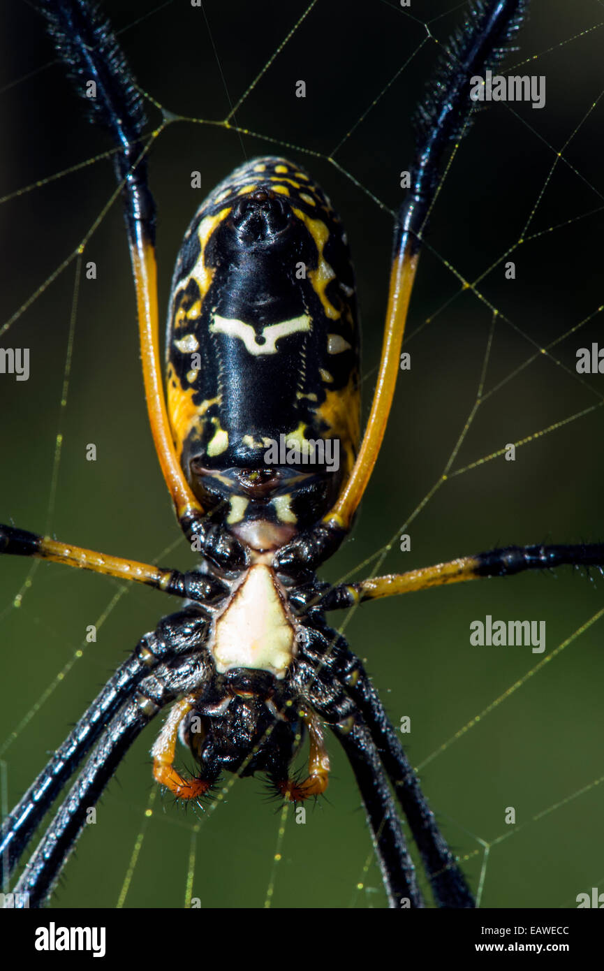 A female Orb spider suspended in her web waiting to capture prey Stock ...
