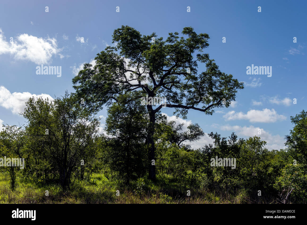 A protected Leadwood tree rises over a lush savannah plain Stock Photo ...
