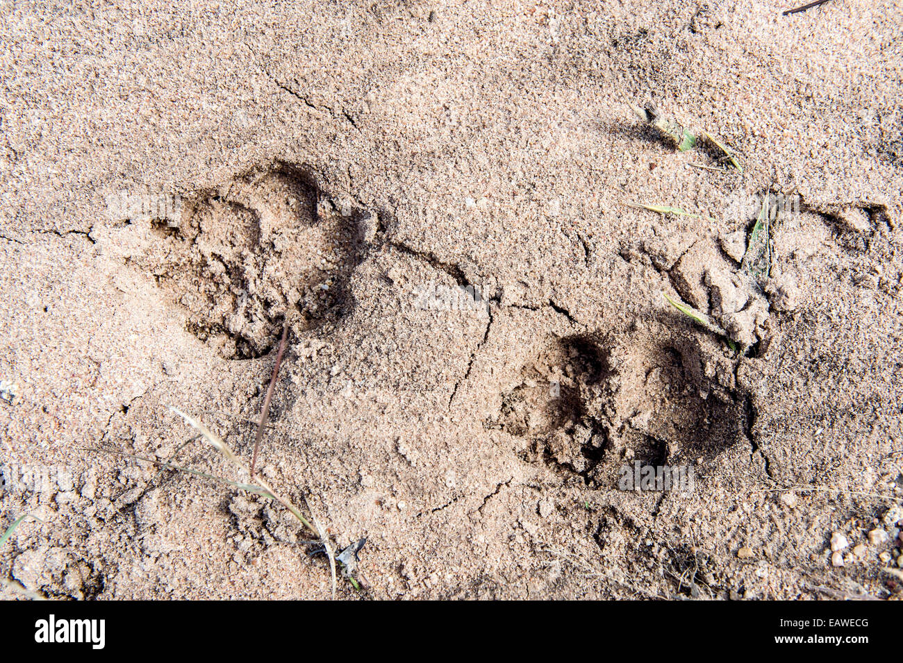 Spotted Hyena footprints in the damp sand of a riverbed after rain ...