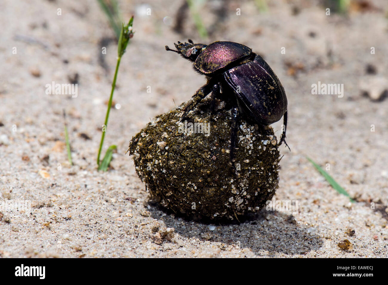 An African Dung Beetle rolling a ball of dung containing its eggs Stock ...