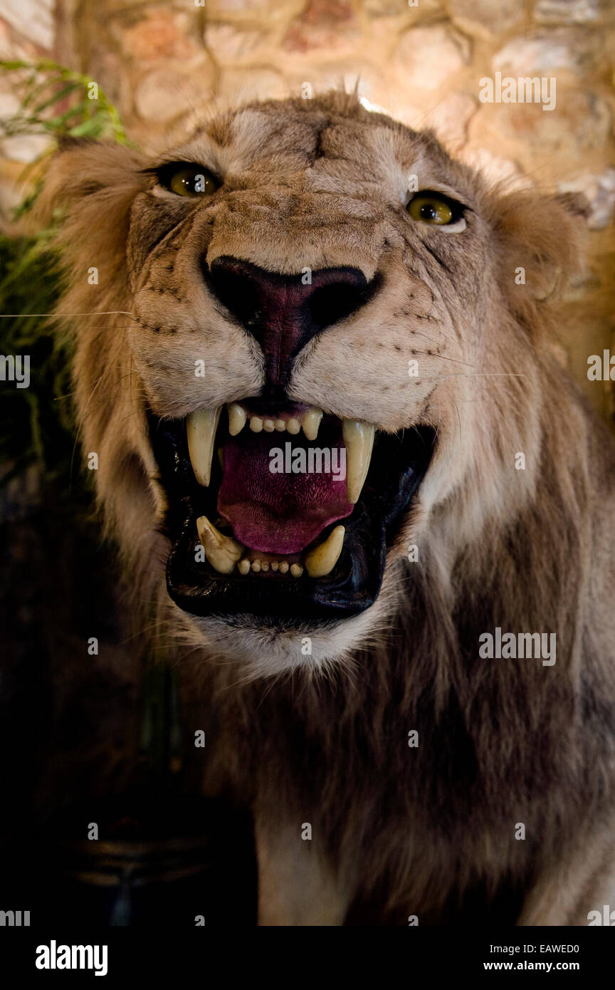 A snarling stuffed lion greets guests at an African safari lodge Stock ...