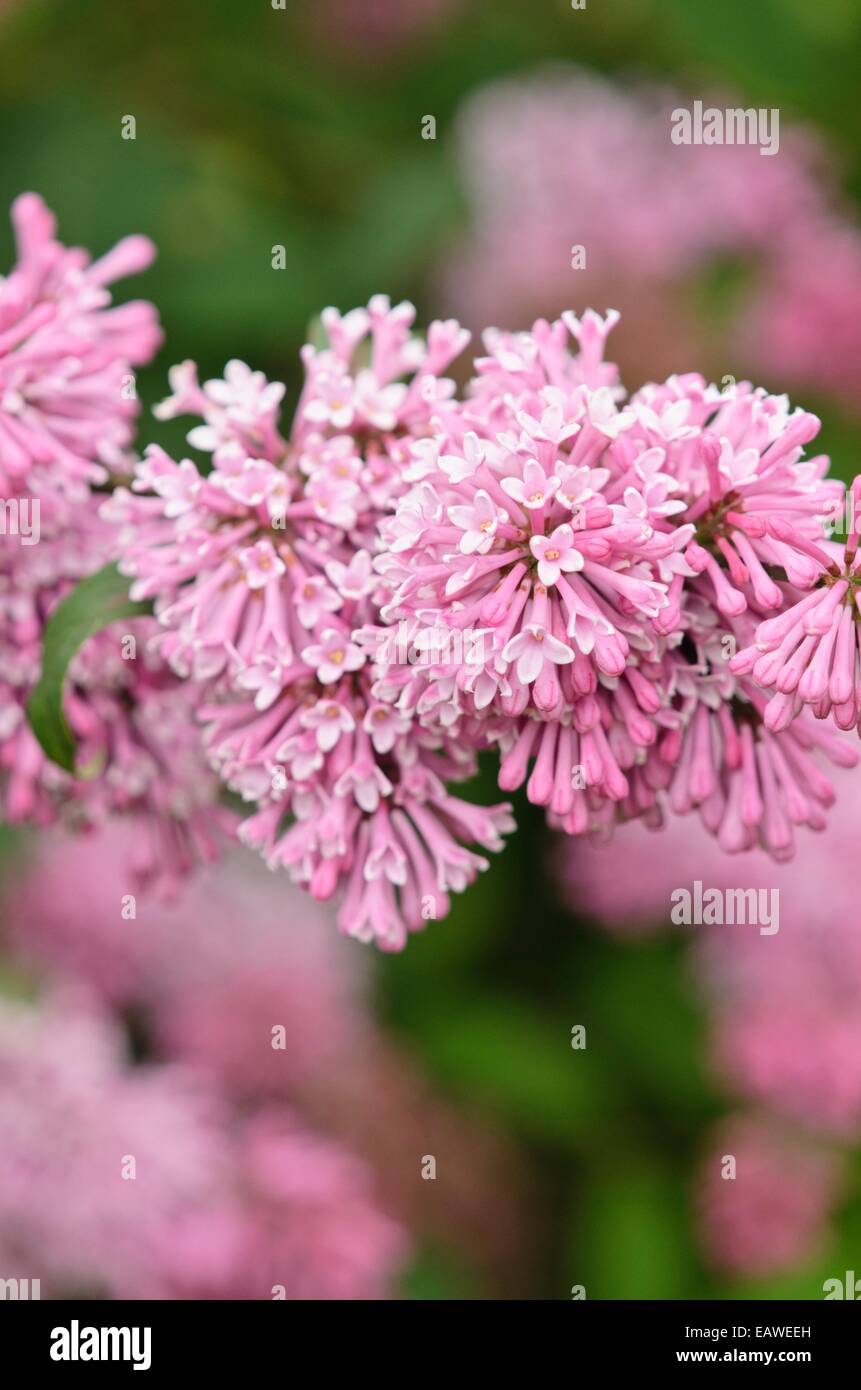 Syringa x prestoniae hi-res stock photography and images - Alamy