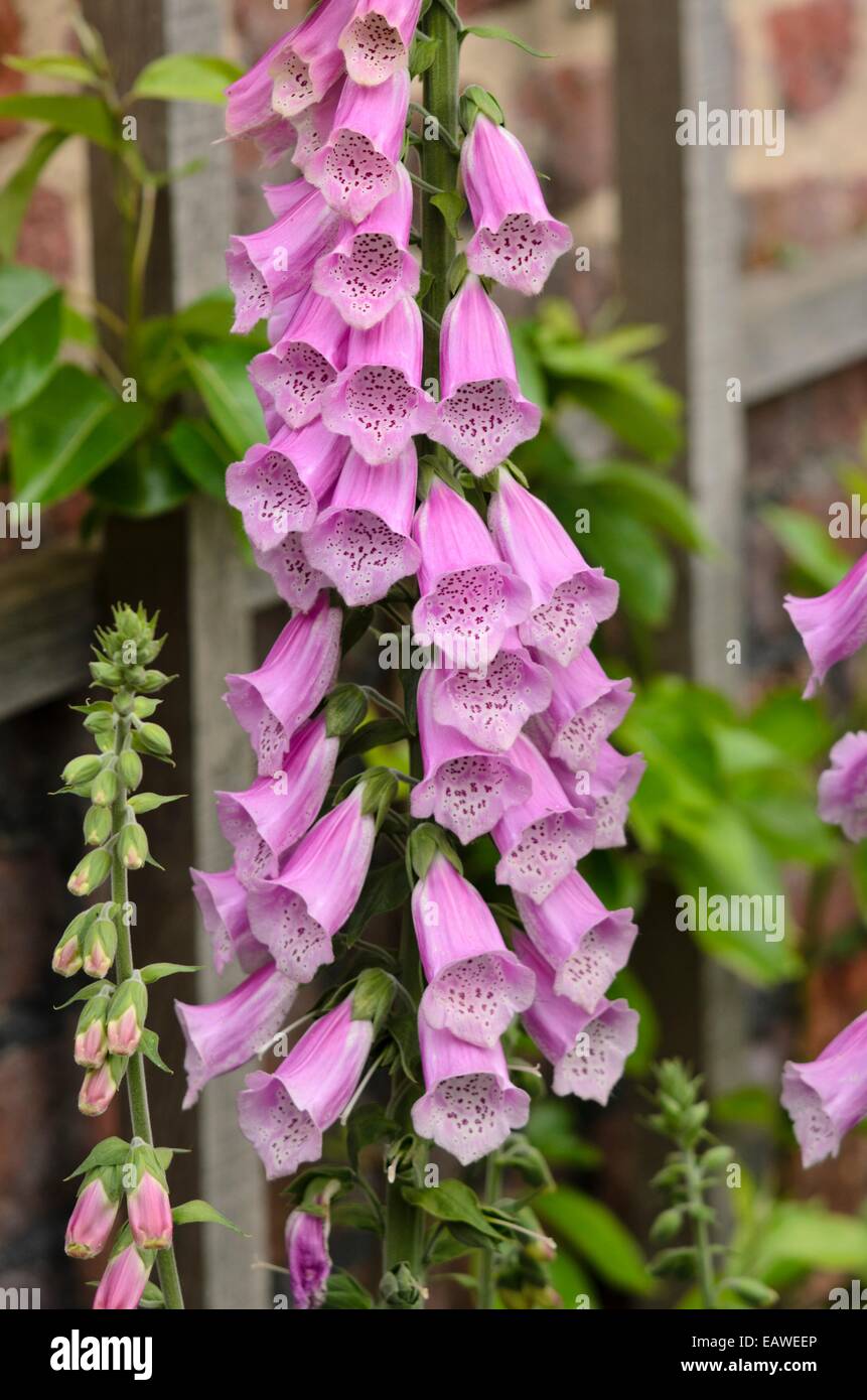 Foxglove purpurea hi-res stock photography and images - Alamy
