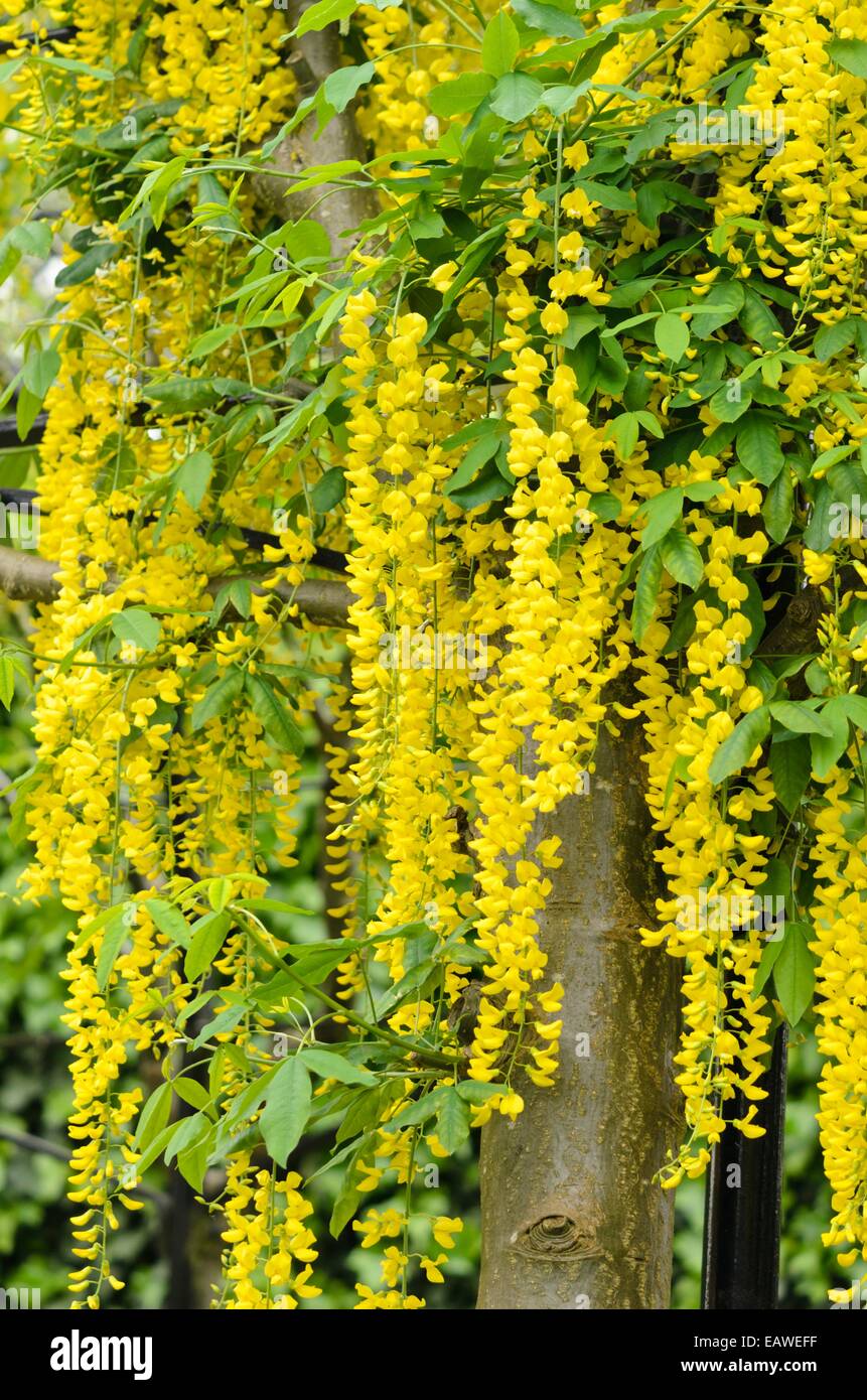 Common laburnum (Laburnum anagyroides Stock Photo - Alamy