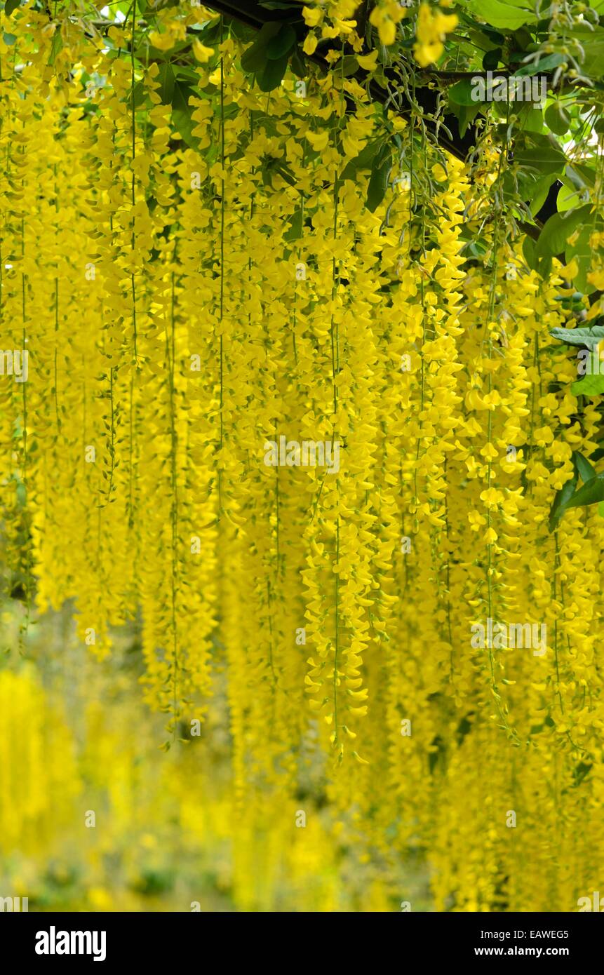 Common laburnum (Laburnum anagyroides Stock Photo - Alamy