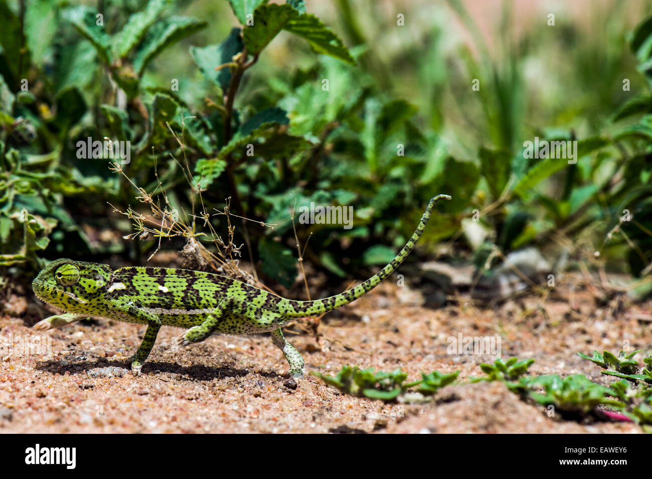An exposed Flap-necked Chameleon marching across hot sandy ground Stock ...