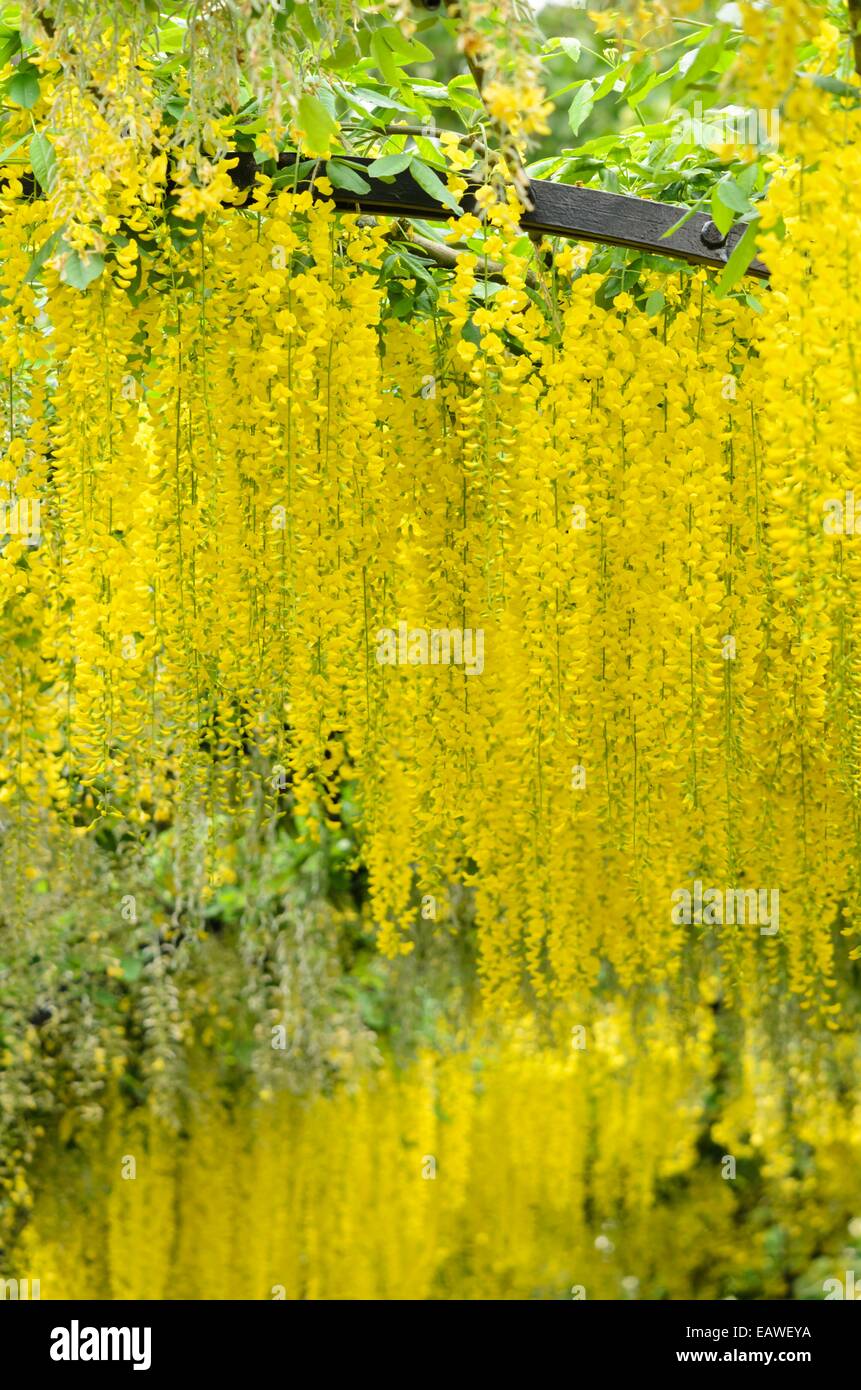 Common laburnum (Laburnum anagyroides Stock Photo - Alamy