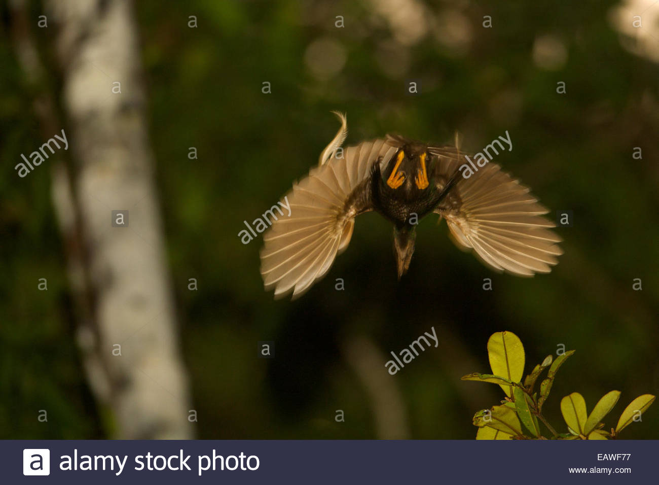 Aerial Display Stock Photos & Aerial Display Stock Images - Alamy