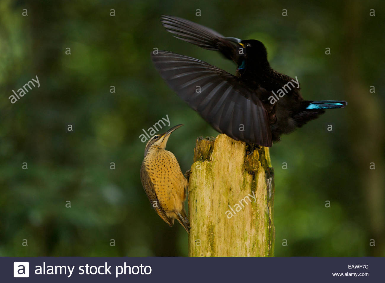 Riflebird Stock Photos & Riflebird Stock Images - Alamy