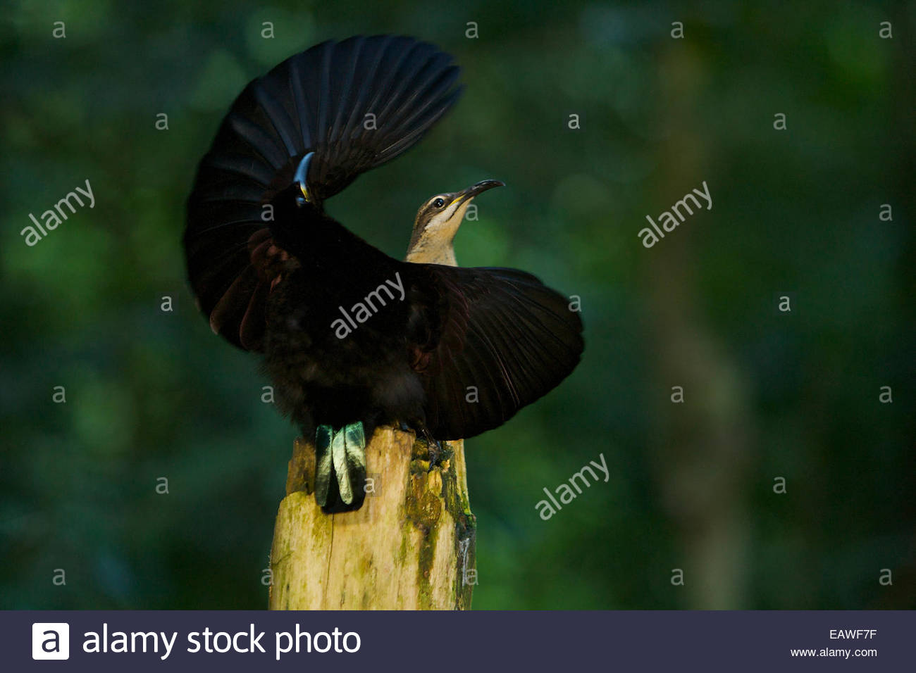 Riflebird Stock Photos & Riflebird Stock Images - Alamy