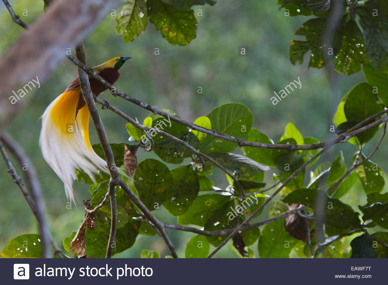 Lesser Bird Of Paradise Stock Photos & Lesser Bird Of Paradise Stock ...