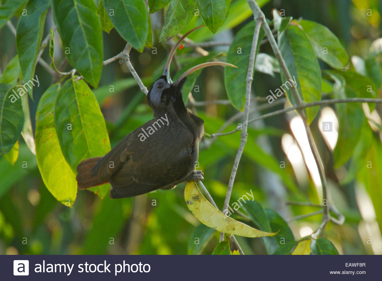 Sicklebill Bird Of Paradise Stock Photos & Sicklebill Bird Of Paradise ...
