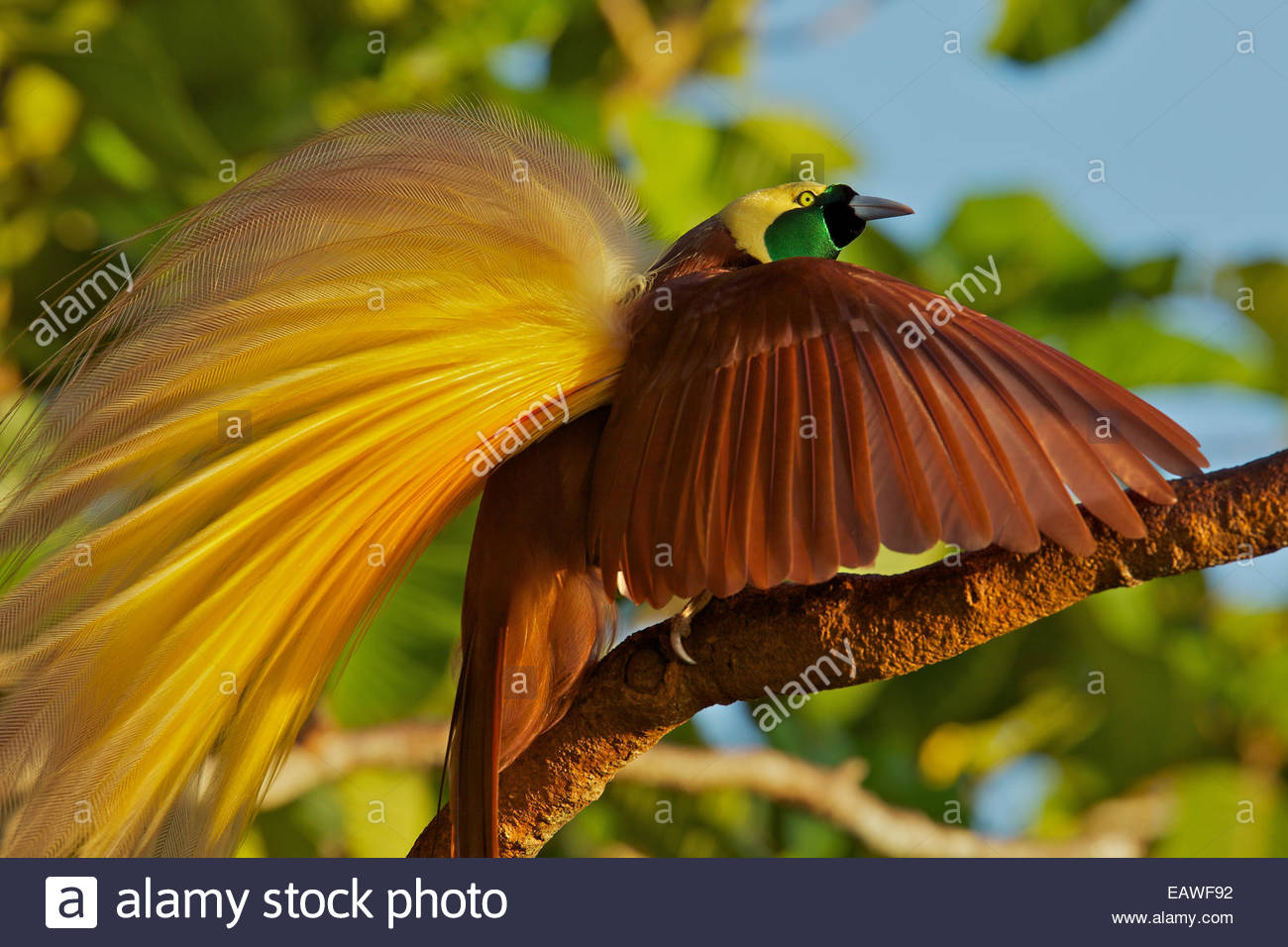 Bird Pose Stock Photos & Bird Pose Stock Images - Alamy