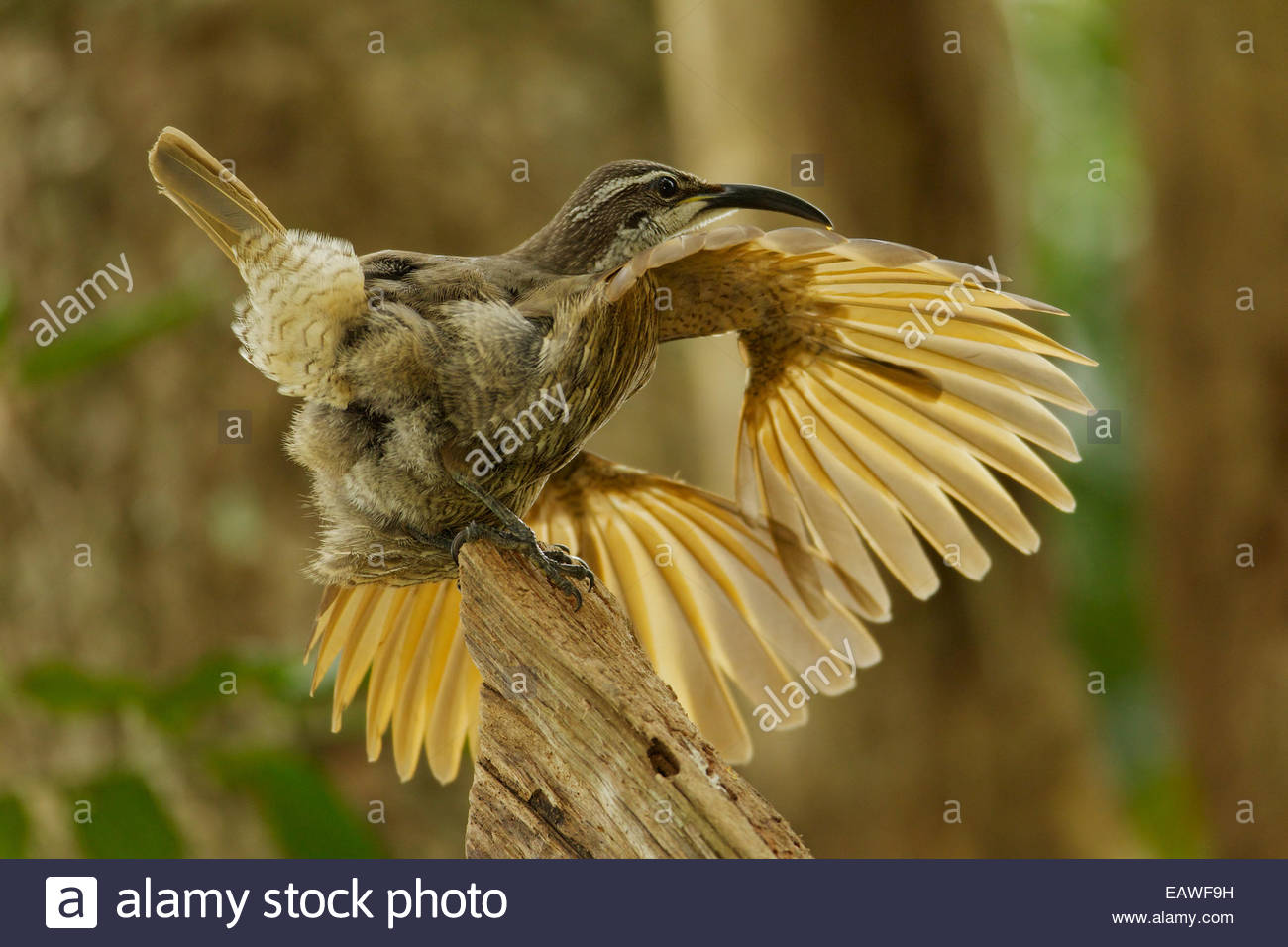 Riflebird Stock Photos & Riflebird Stock Images - Alamy