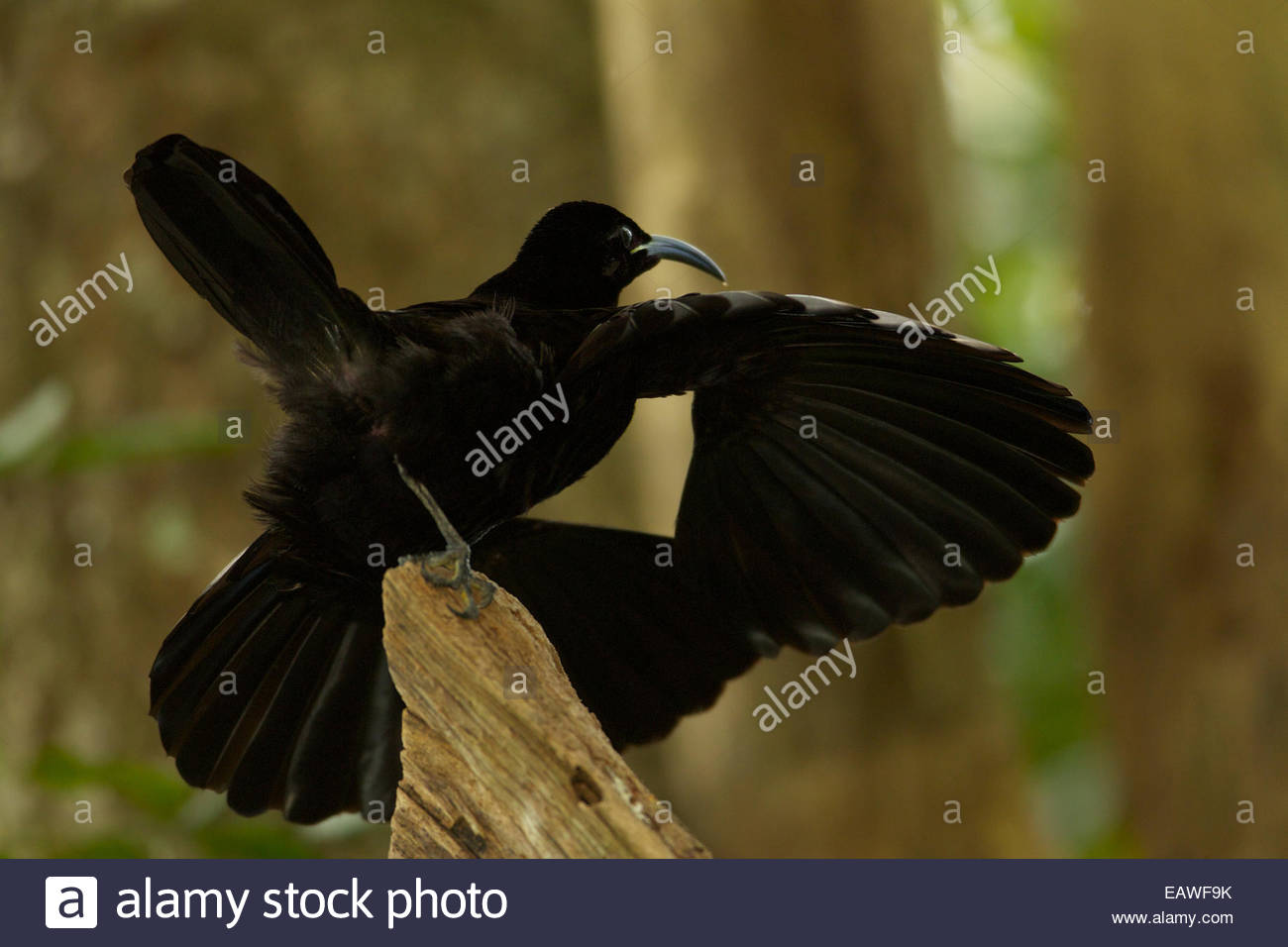 Riflebird Stock Photos & Riflebird Stock Images - Alamy