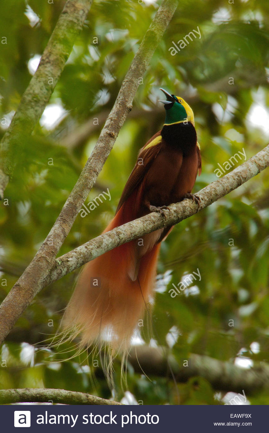 Raggiana Bird Of Paradise Stock Photos & Raggiana Bird Of Paradise ...