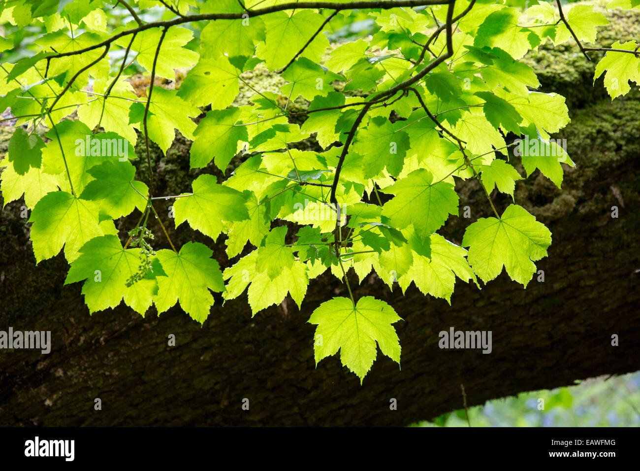 Sycamore leaves in spring Stock Photo - Alamy