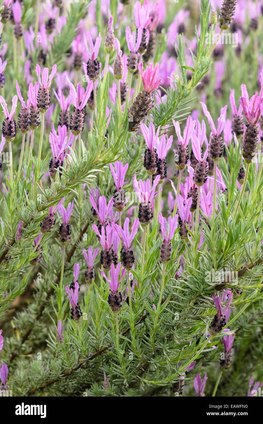 Topped lavender (Lavandula stoechas subsp. luisieri Stock Photo - Alamy