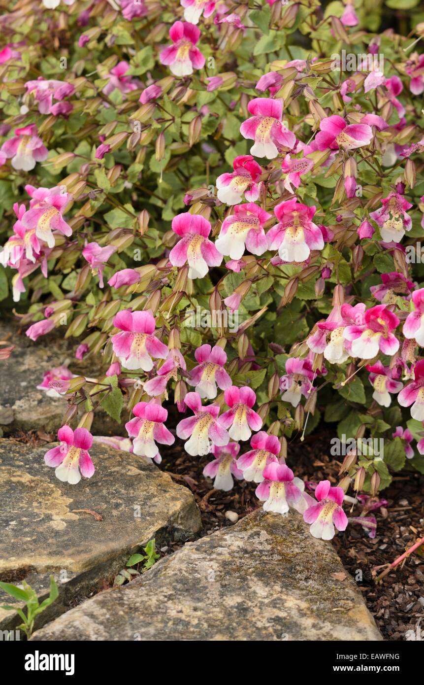 Mimulus flowers hi-res stock photography and images - Alamy