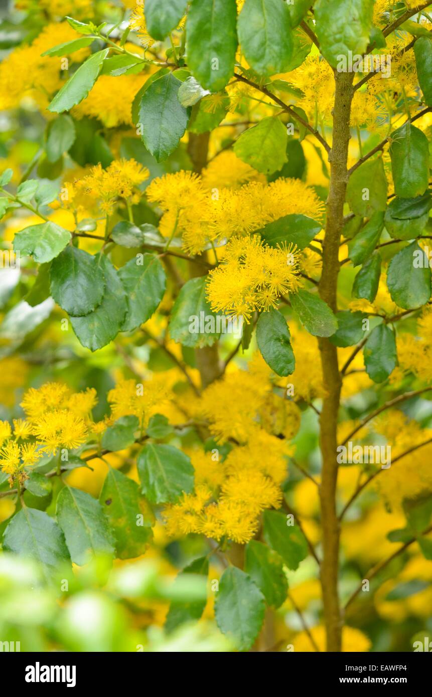 Saw-toothed azara (Azara serrata Stock Photo - Alamy