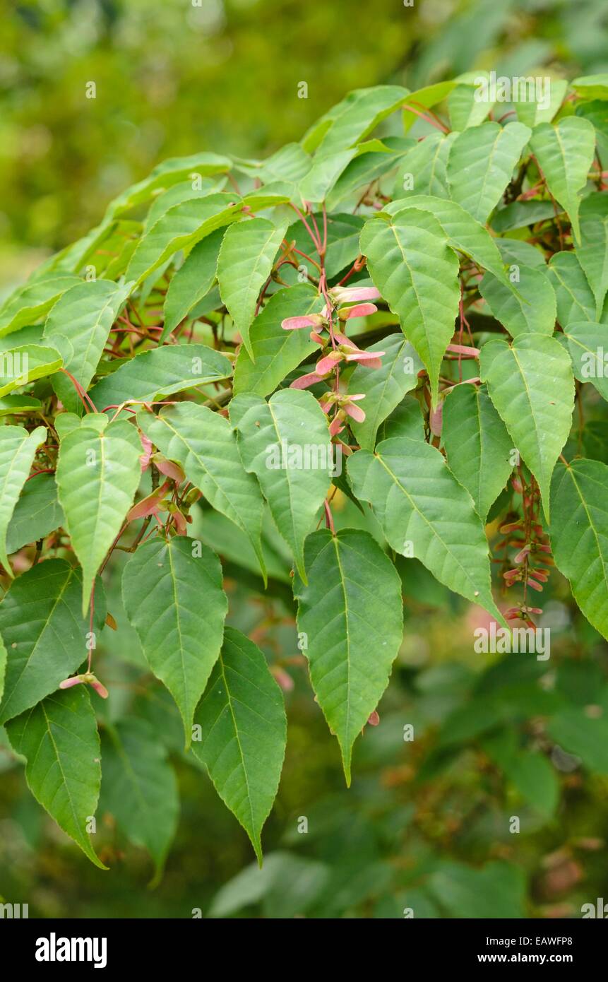 Pere davids maple acer davidii High Resolution Stock Photography and ...