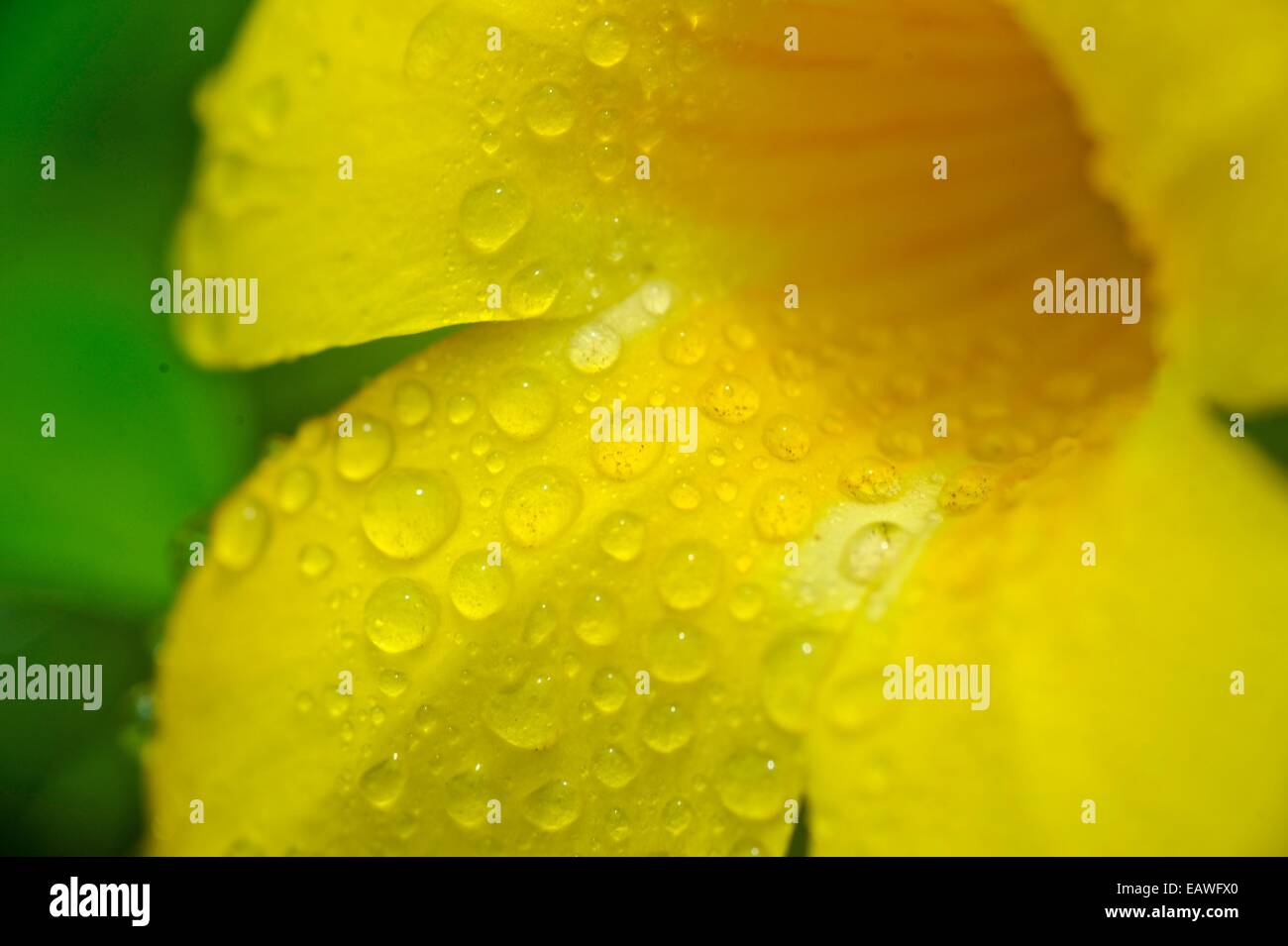 Dew forms on a bright yellow flower Stock Photo - Alamy