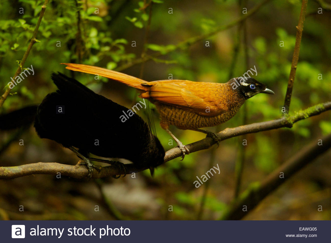 Parotia Stock Photos & Parotia Stock Images - Alamy