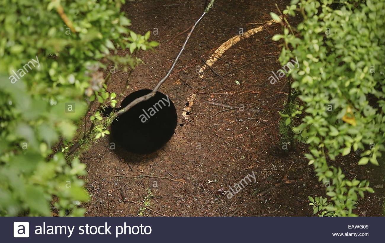 Parotia Stock Photos & Parotia Stock Images - Alamy