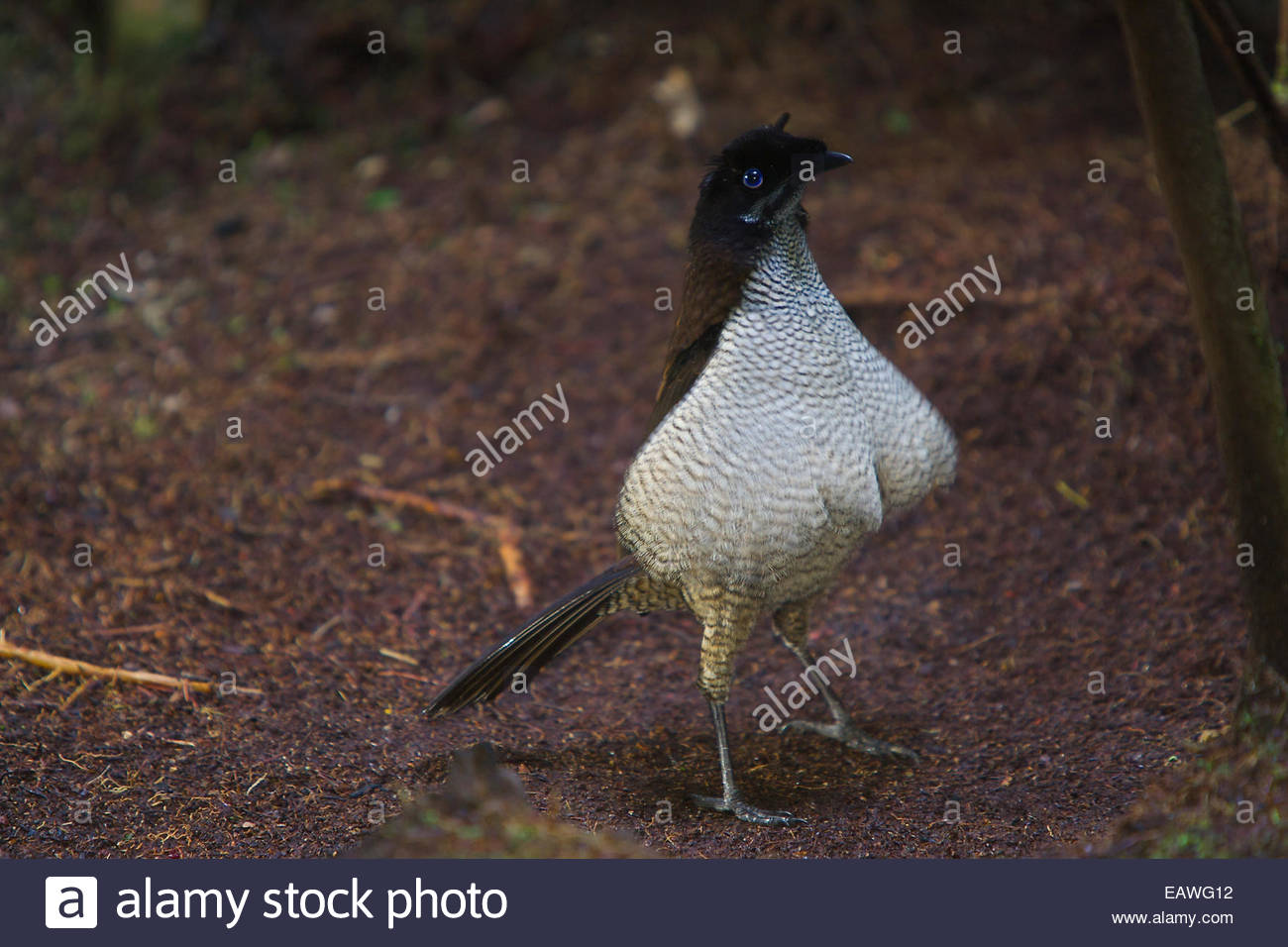 Parotia Bird Of Paradise Stock Photos & Parotia Bird Of Paradise Stock ...