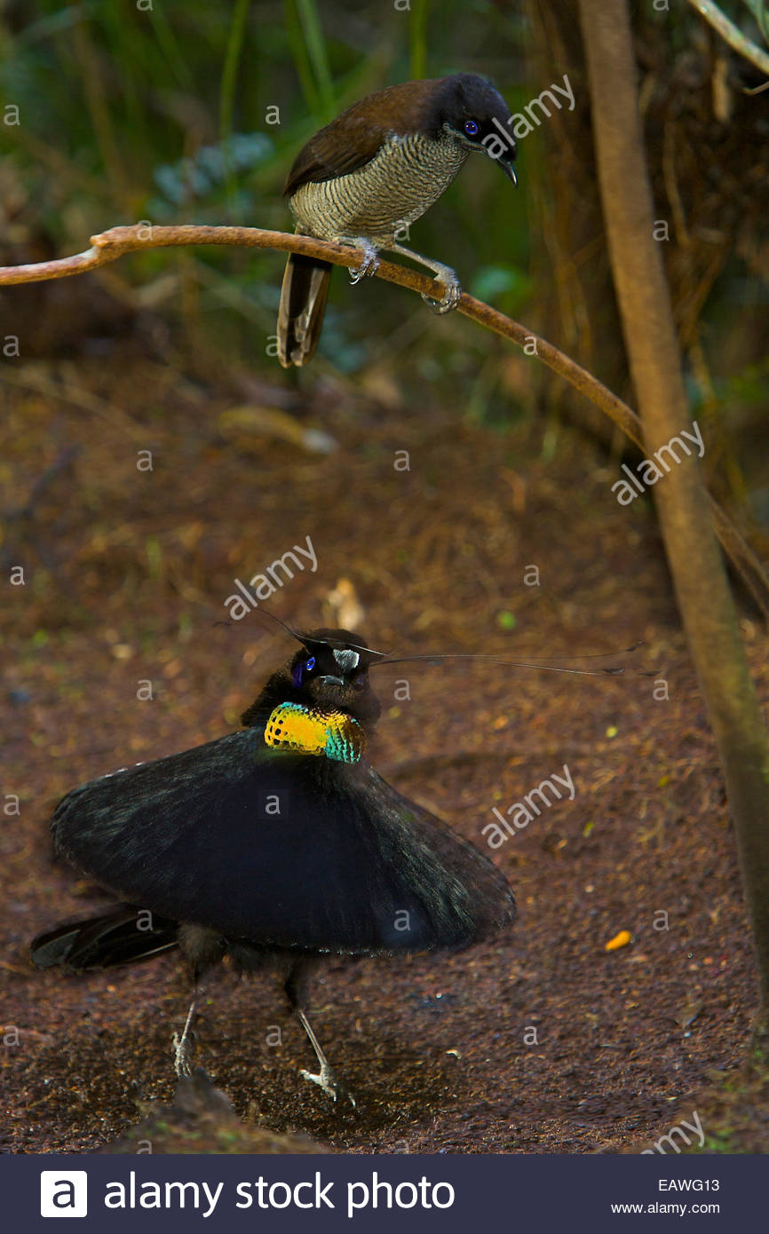 Parotia Sefilata High Resolution Stock Photography and Images - Alamy