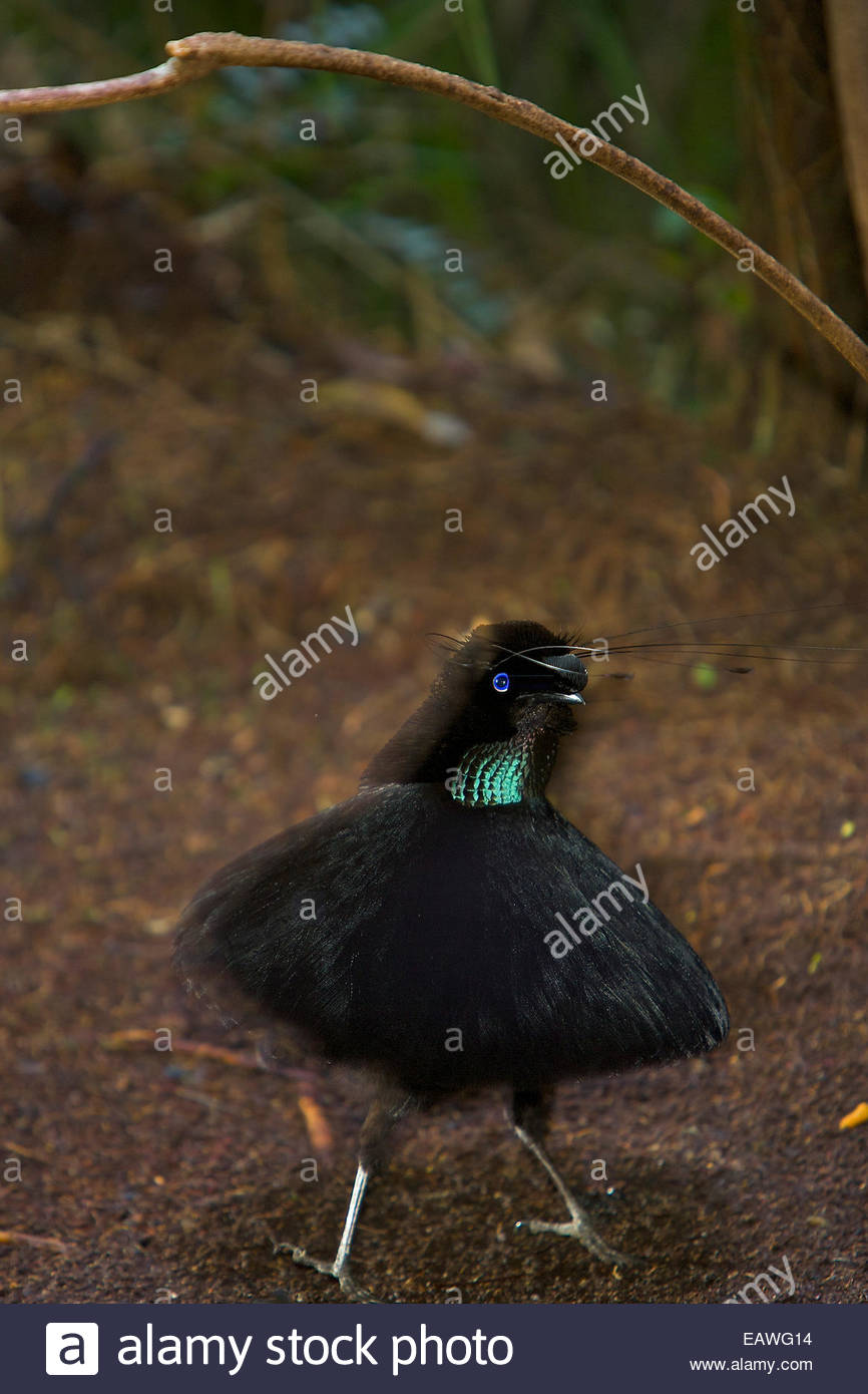 Parotia Sefilata High Resolution Stock Photography and Images - Alamy