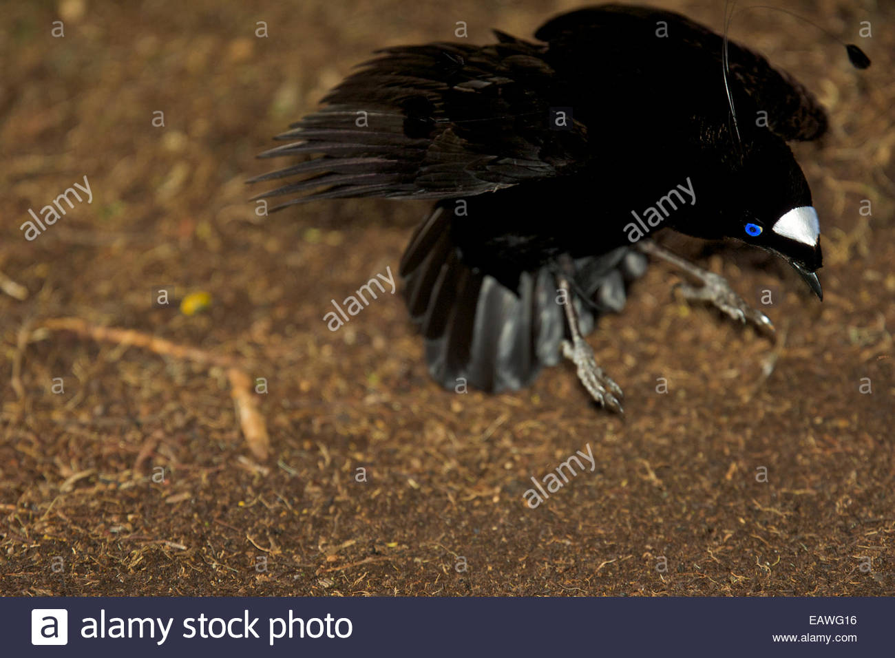Parotia Sefilata High Resolution Stock Photography and Images - Alamy