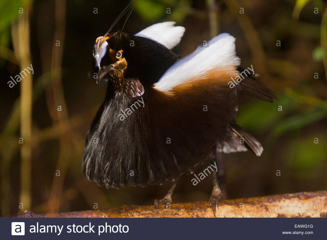 Parotia Stock Photos & Parotia Stock Images - Alamy