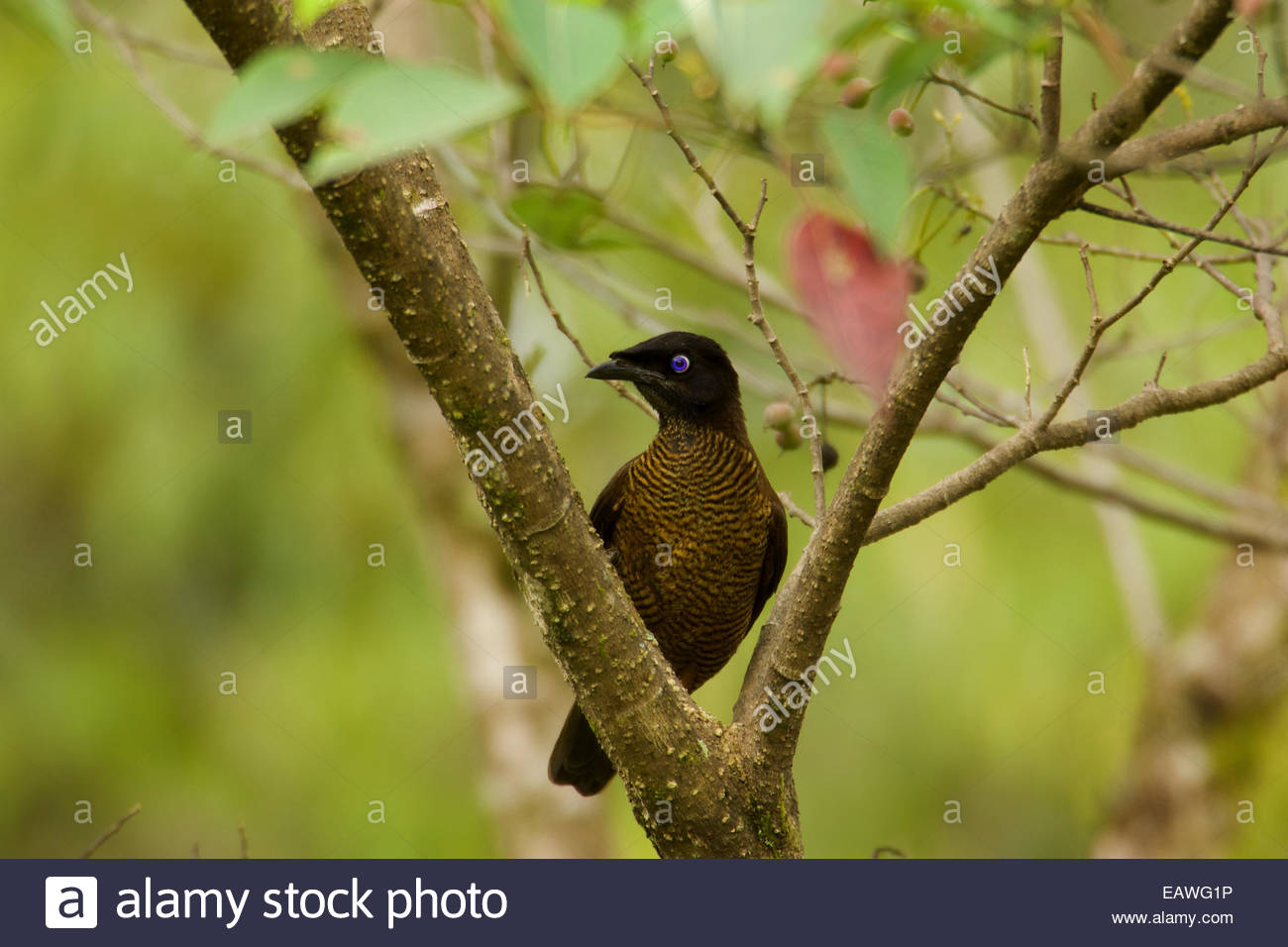 Parotia Bird Of Paradise Stock Photos & Parotia Bird Of Paradise Stock ...