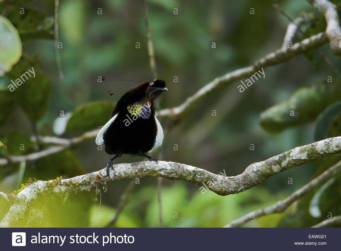 Bronze High Resolution Stock Photography and Images - Alamy