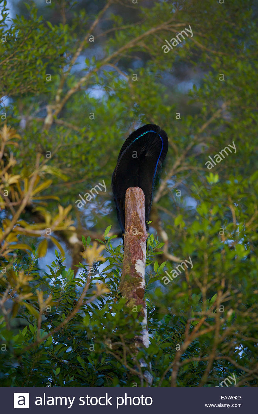 Fastuosus High Resolution Stock Photography and Images - Alamy