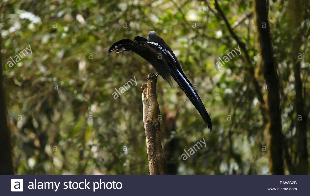 Fastuosus High Resolution Stock Photography and Images - Alamy